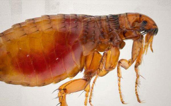 ProShield Pest Control